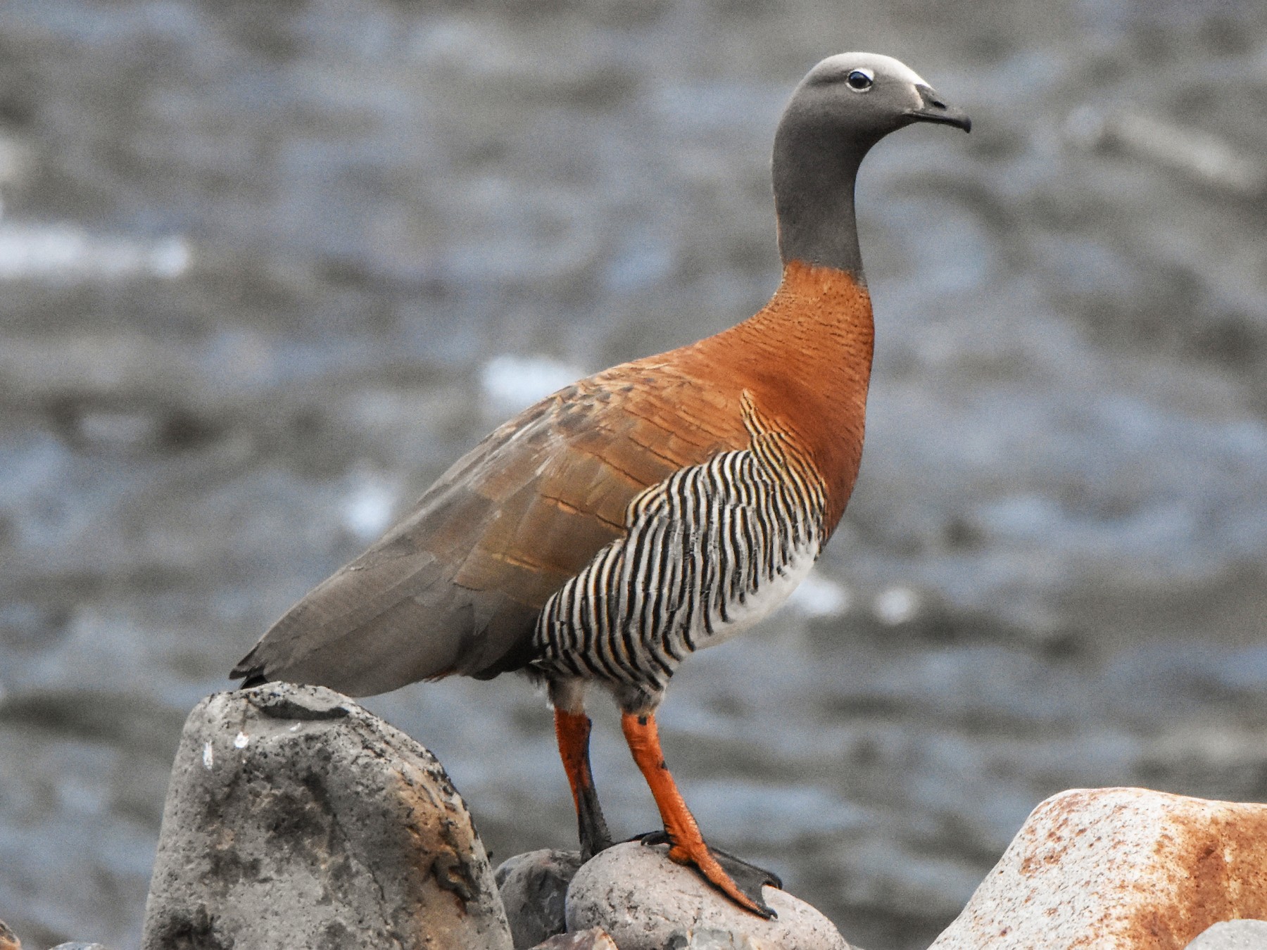 Ashy-headed Goose - eBird