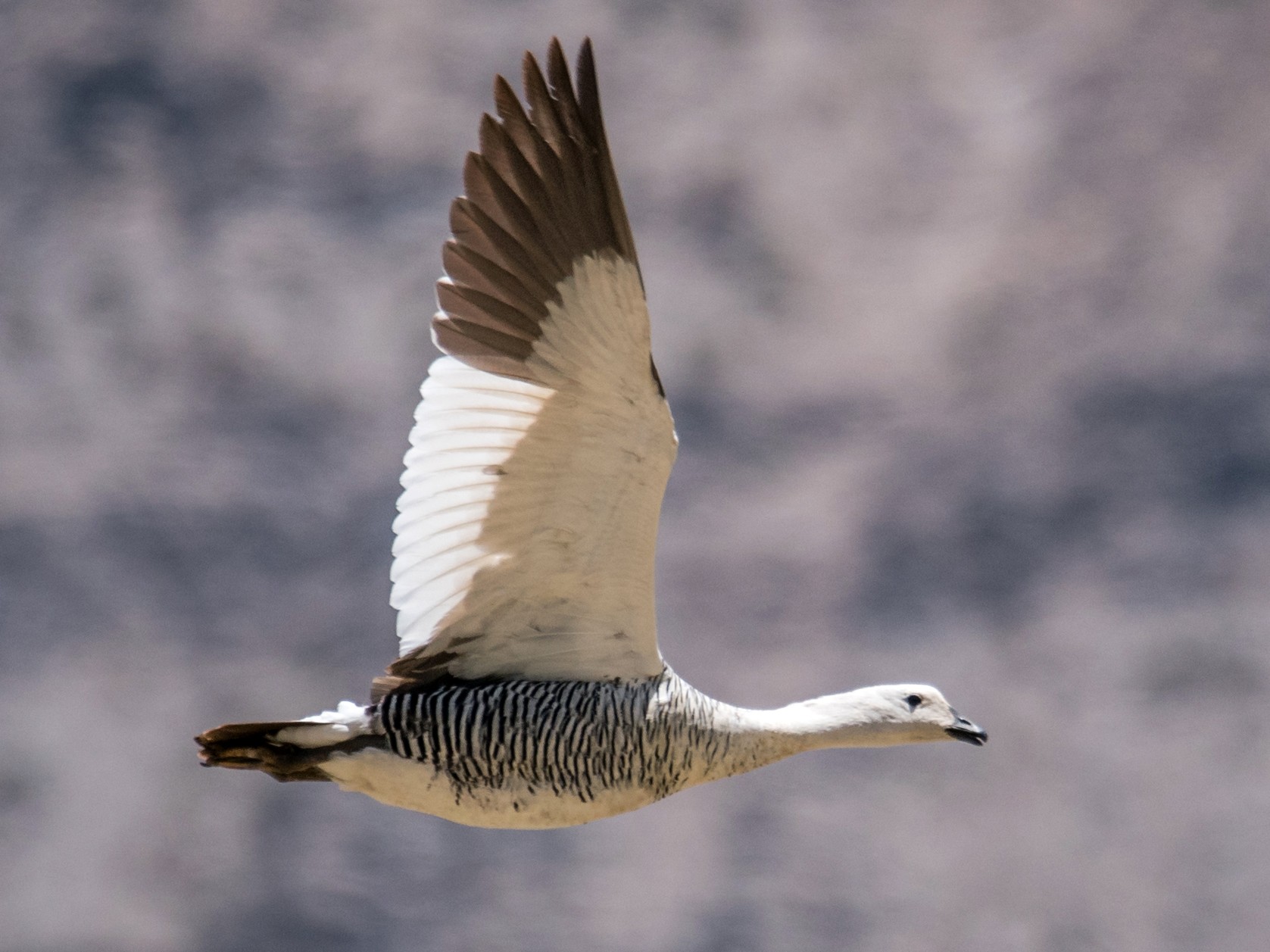 Upland Goose - eBird