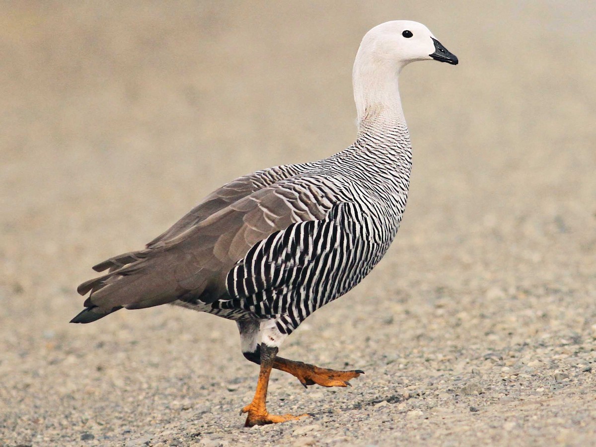 Upland Goose - Chloephaga picta - Birds of the World