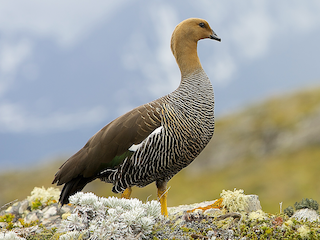 Upland Goose - eBird