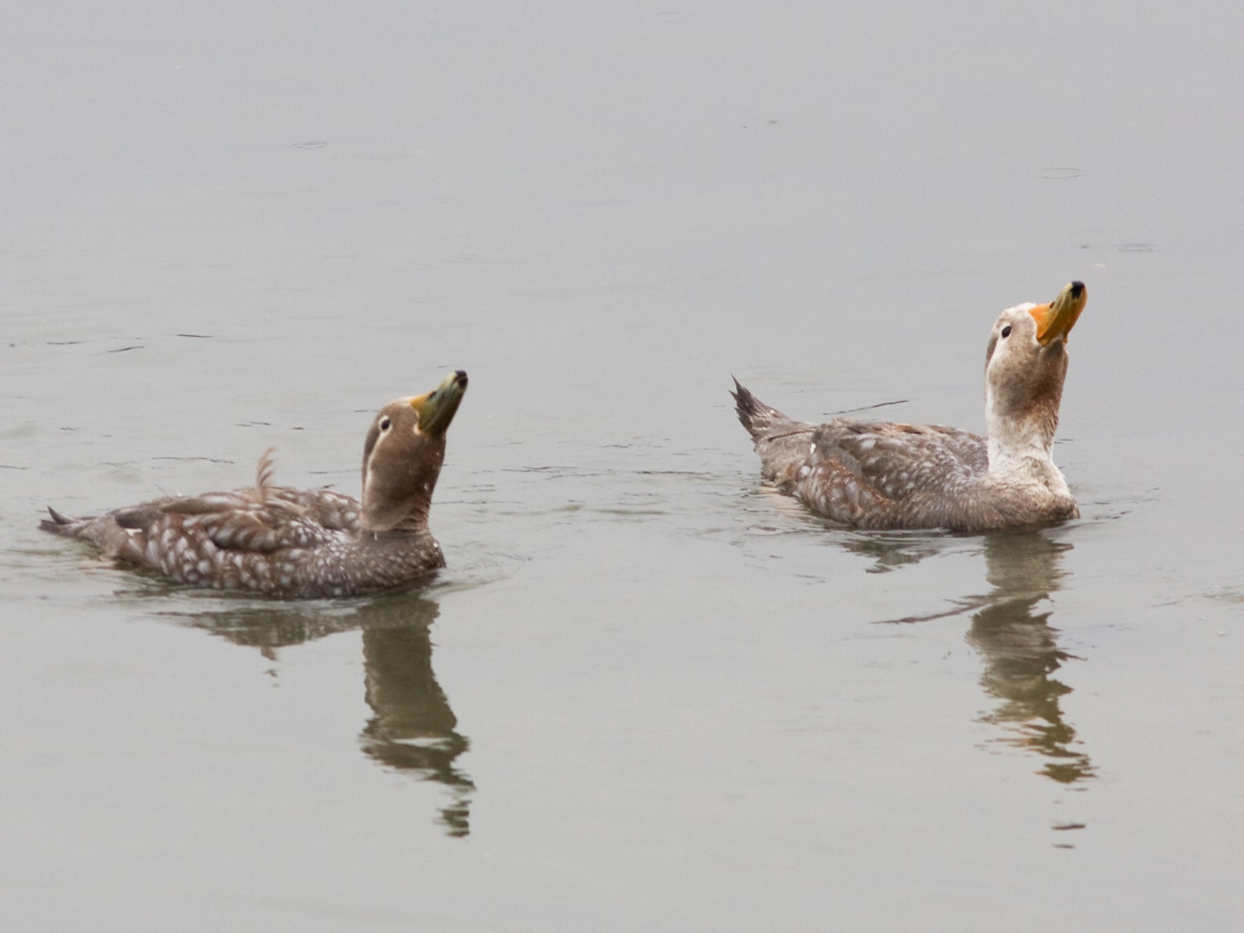 Flying Steamer-Duck - eBird