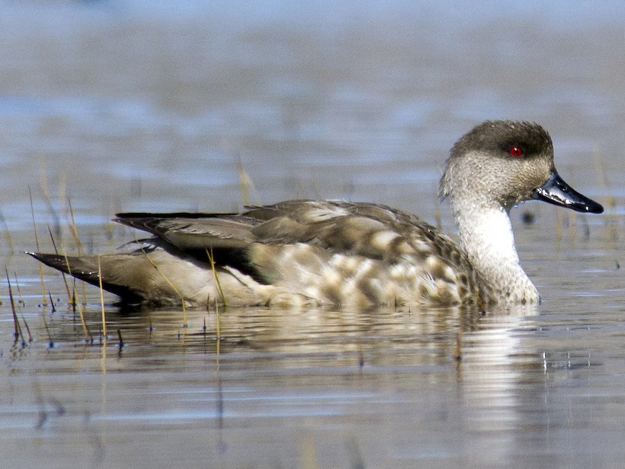 Crested Duck - eBird