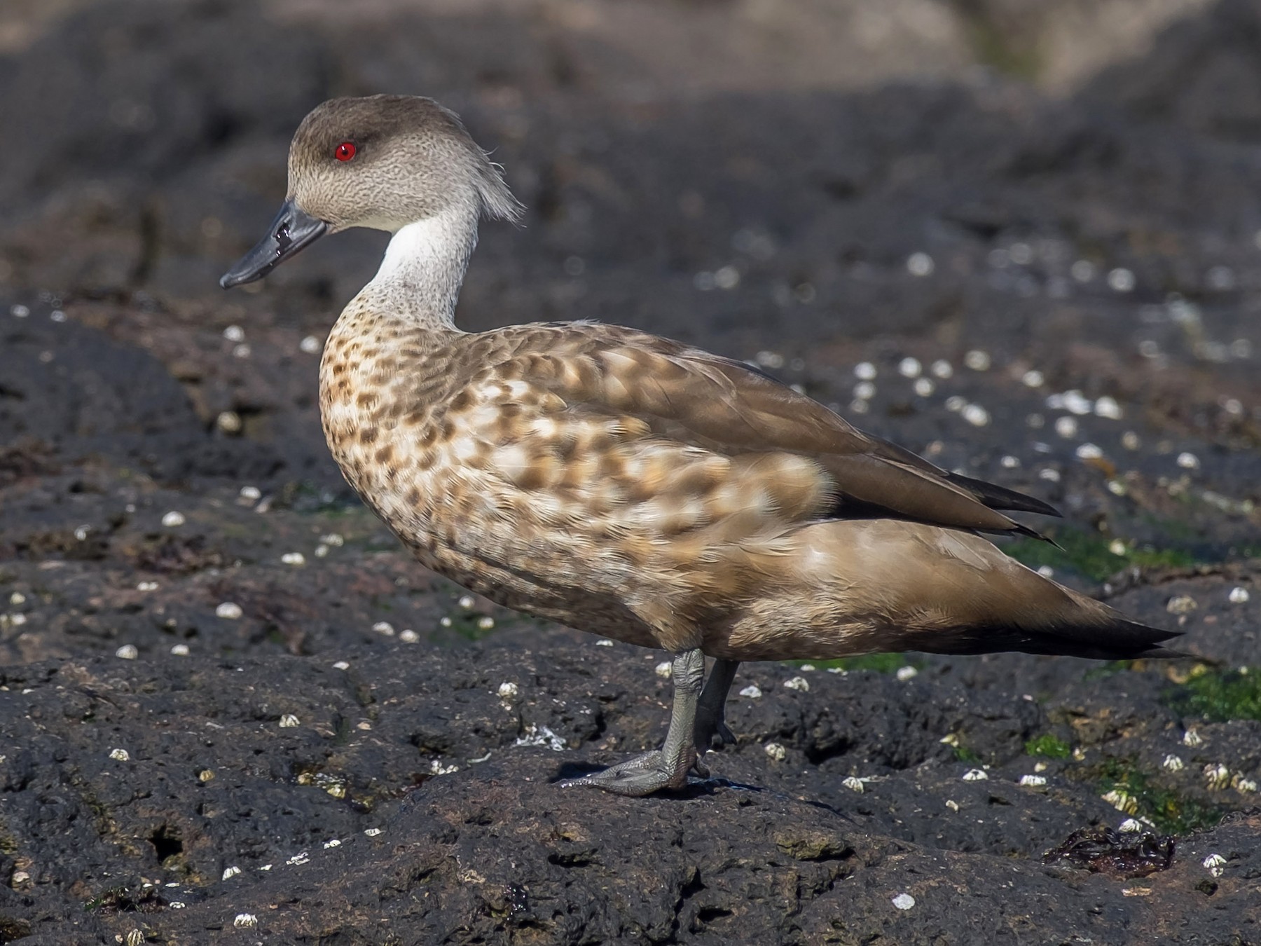 Crested Duck - eBird