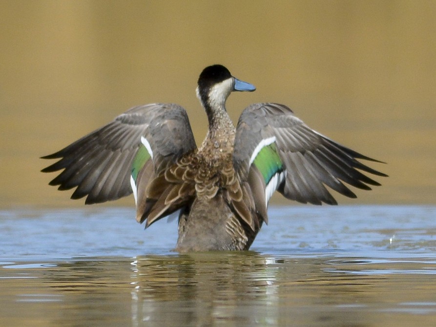 Puna Teal - eBird
