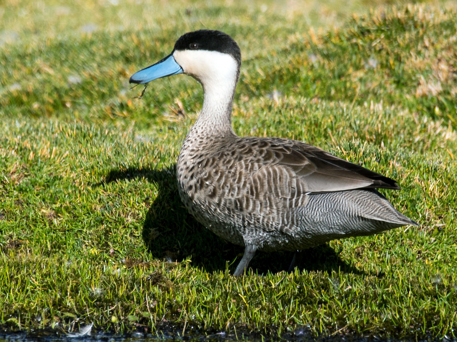 Puna Teal - eBird