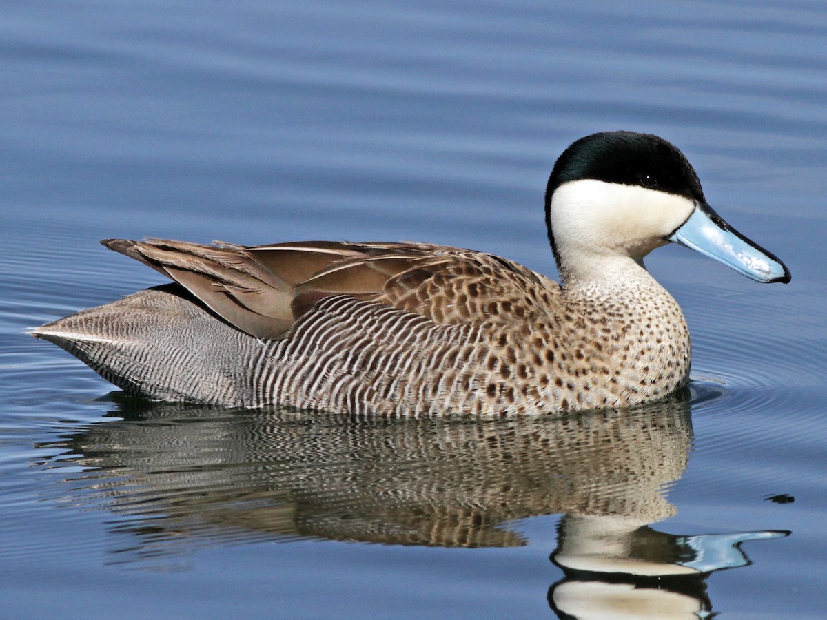 Puna Teal - Spatula puna - Birds of the World