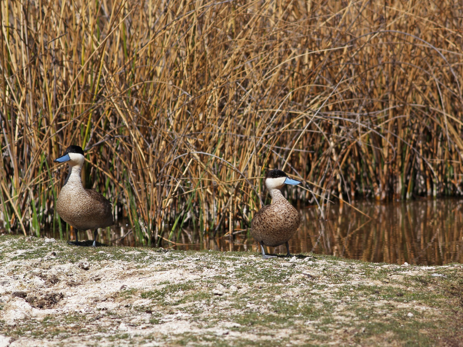 Puna Teal - eBird