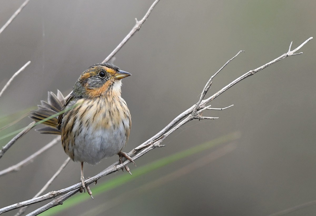 Tutorials - New York Breeding Bird Atlas