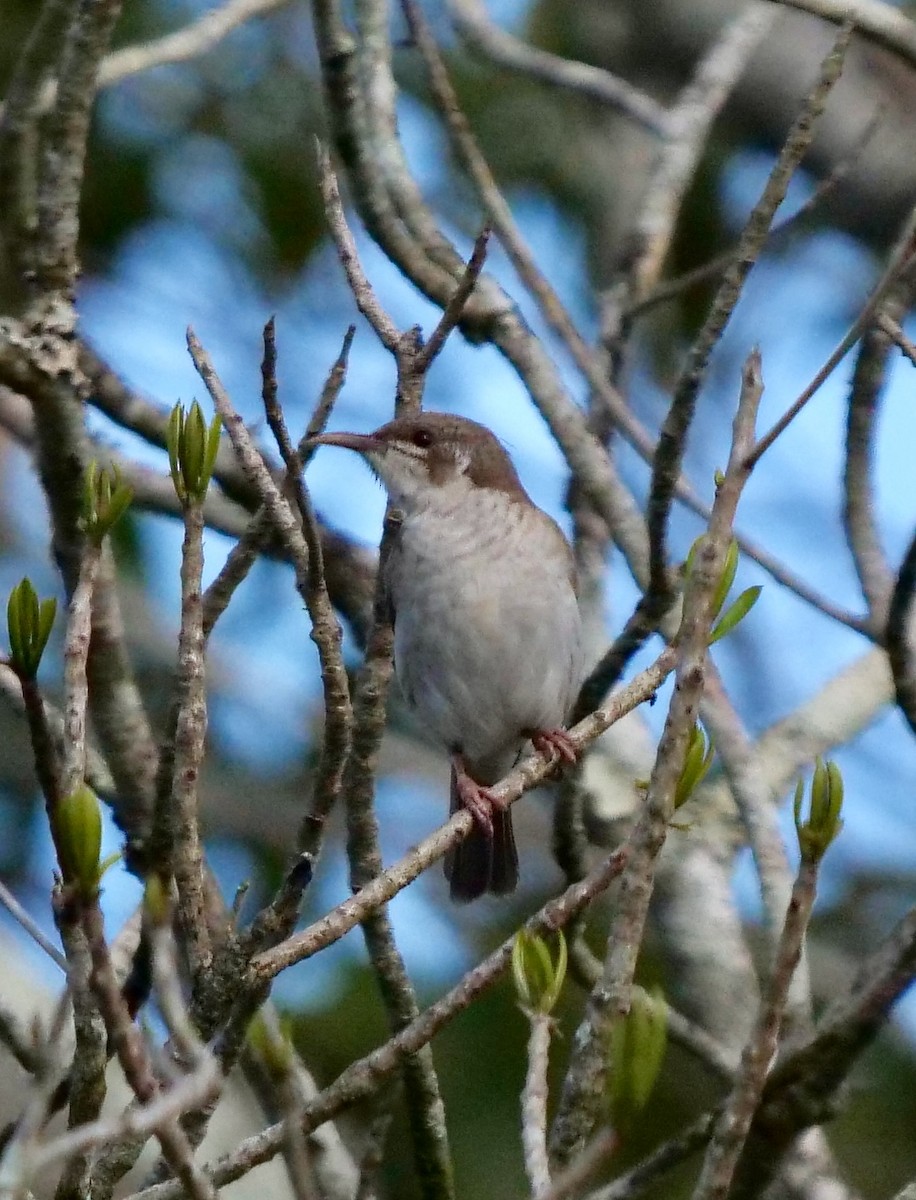 eBird Checklist - 20 Sep 2018 - Abattoir Swamp--Julatten - 9 species