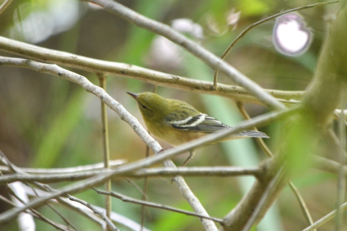eBird Checklist - 22 Sep 2018 - Castaway Cove - 10 species