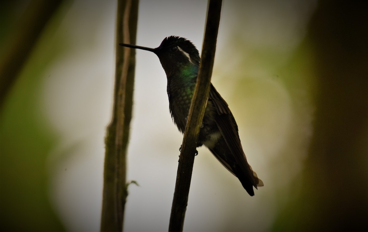 eBird Checklist - 21 Sep 2018 - Montserrat - 23 species