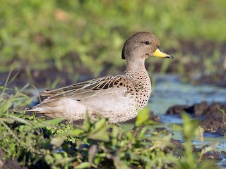 Yellow-billed Teal - eBird