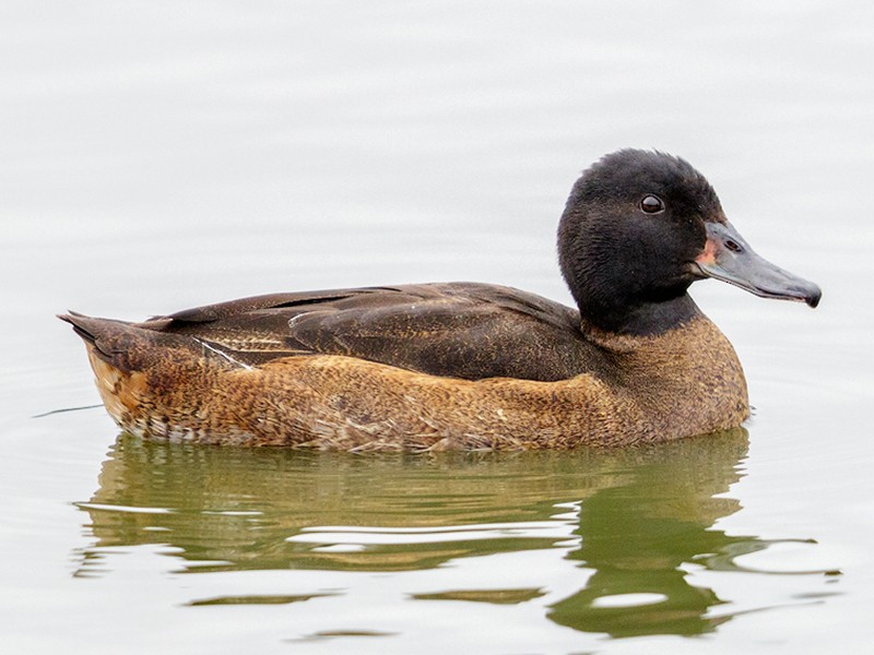Black-headed Duck - Heteronetta atricapilla - Birds of the World