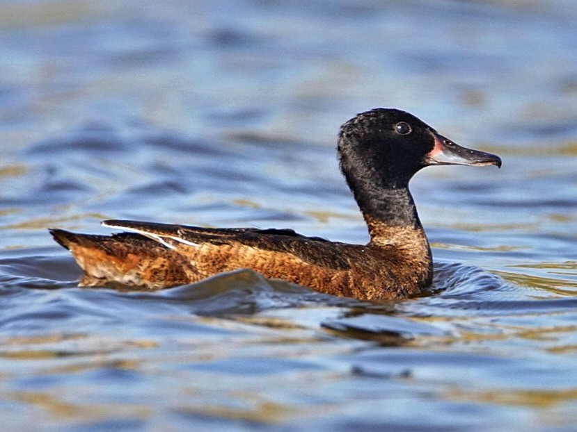 Black-headed Duck - eBird