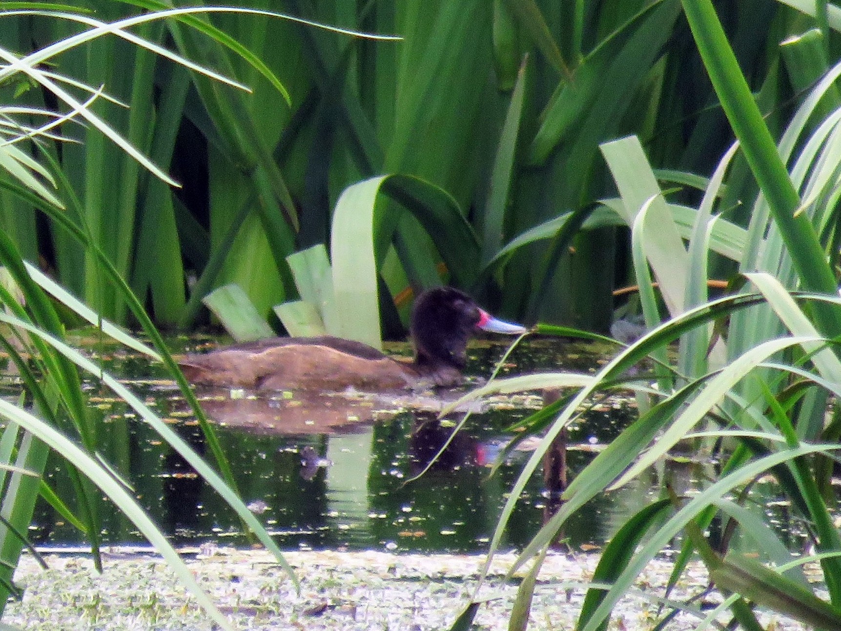 Black-headed Duck - eBird