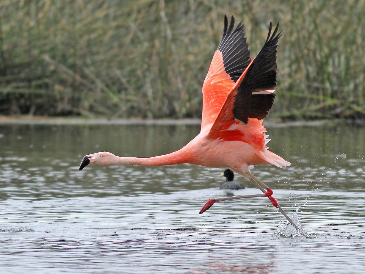 Chilean Flamingo - eBird