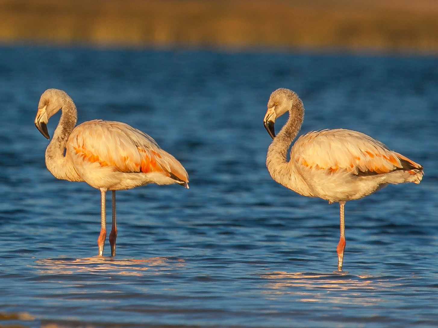 Chilean Flamingo - eBird