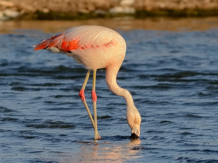 Chilean Flamingo - eBird