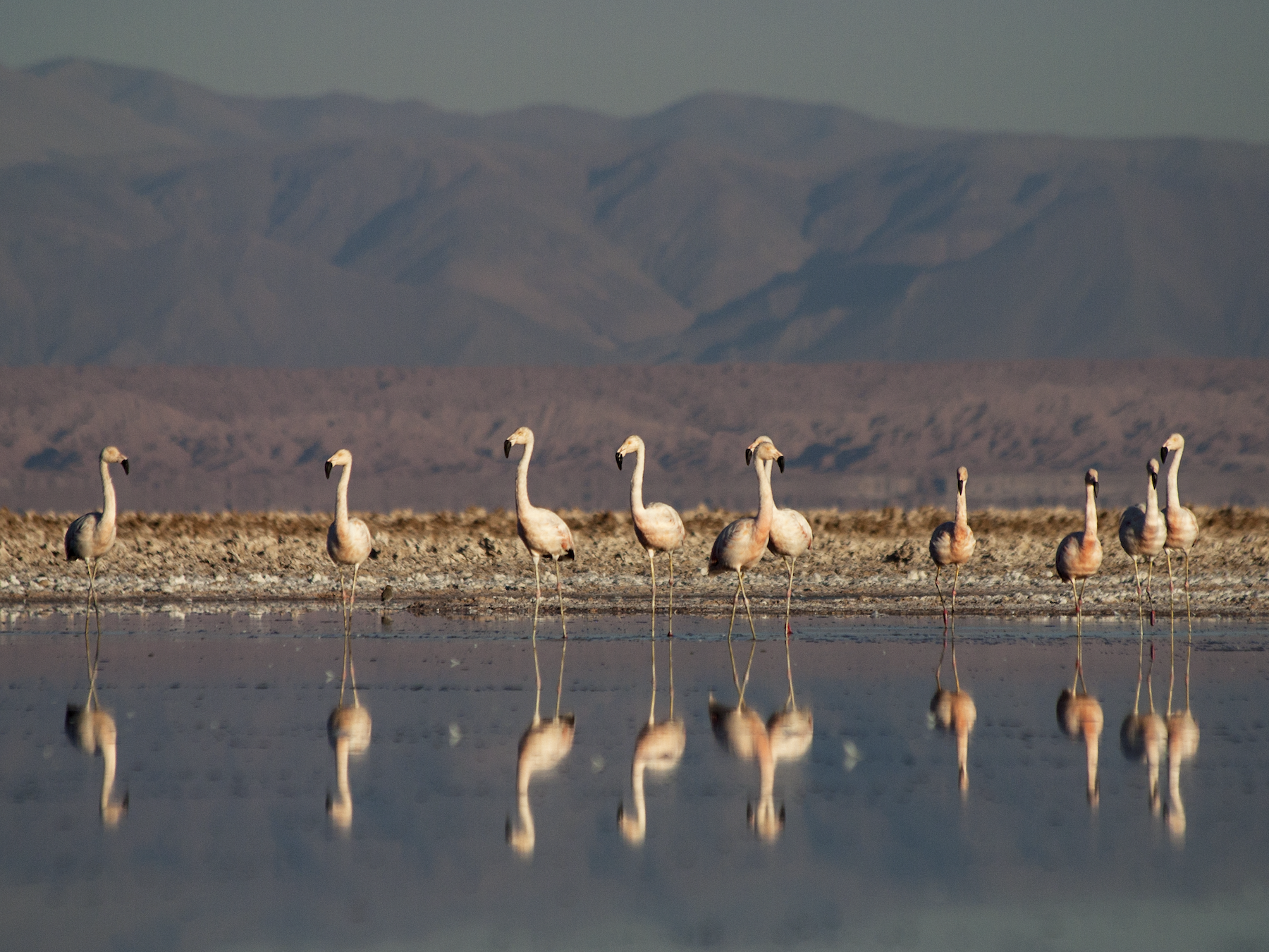 Chilean Flamingo - eBird