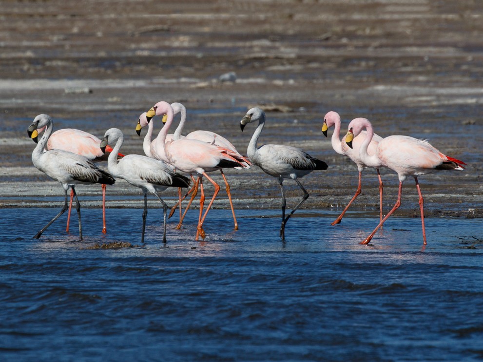 James's Flamingo - eBird
