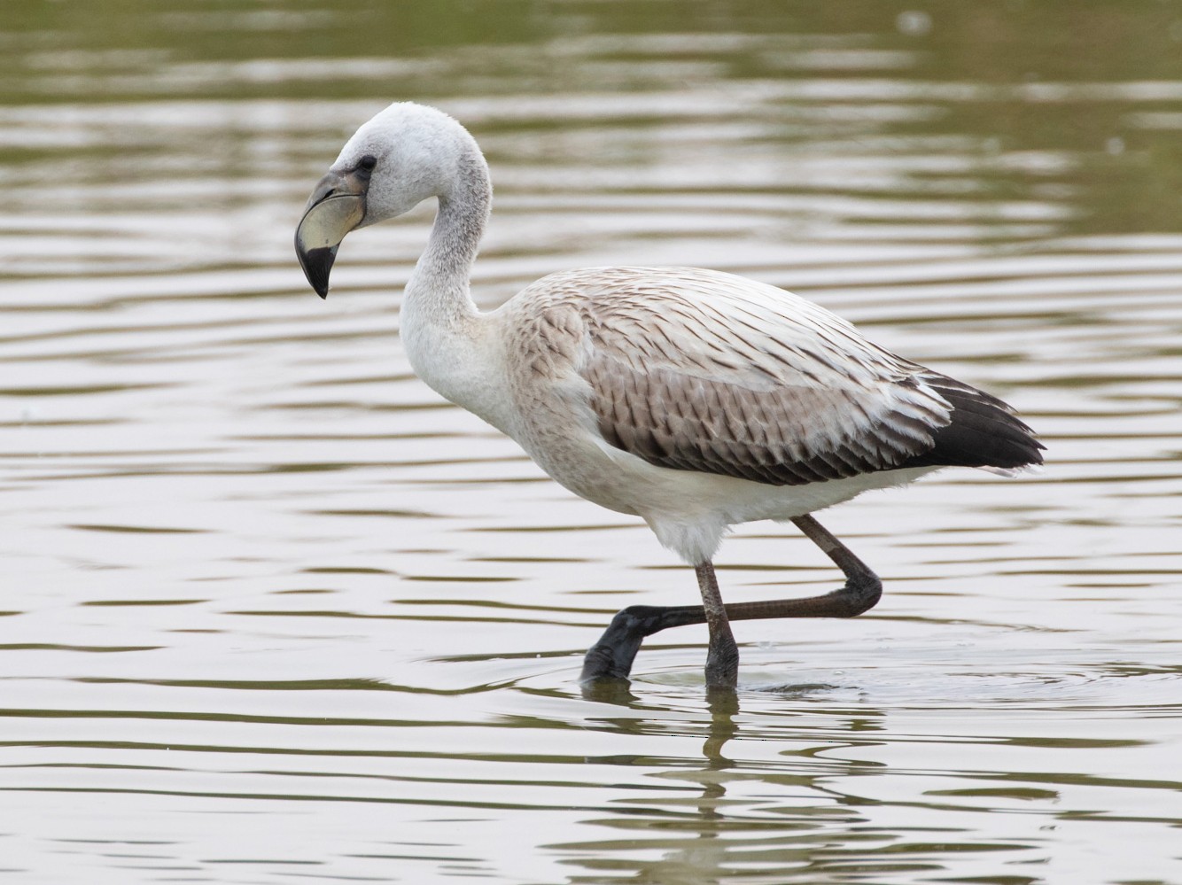 James's Flamingo - eBird