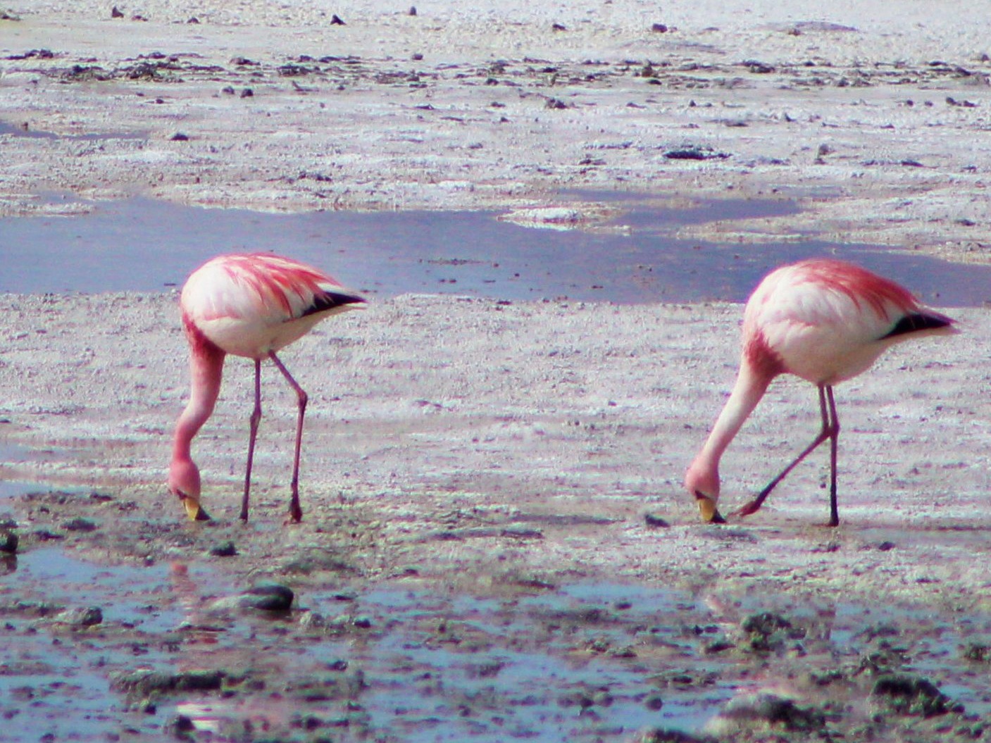 James's Flamingo - eBird