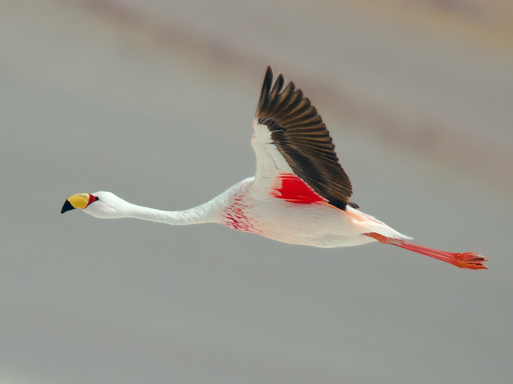 James's Flamingo - eBird