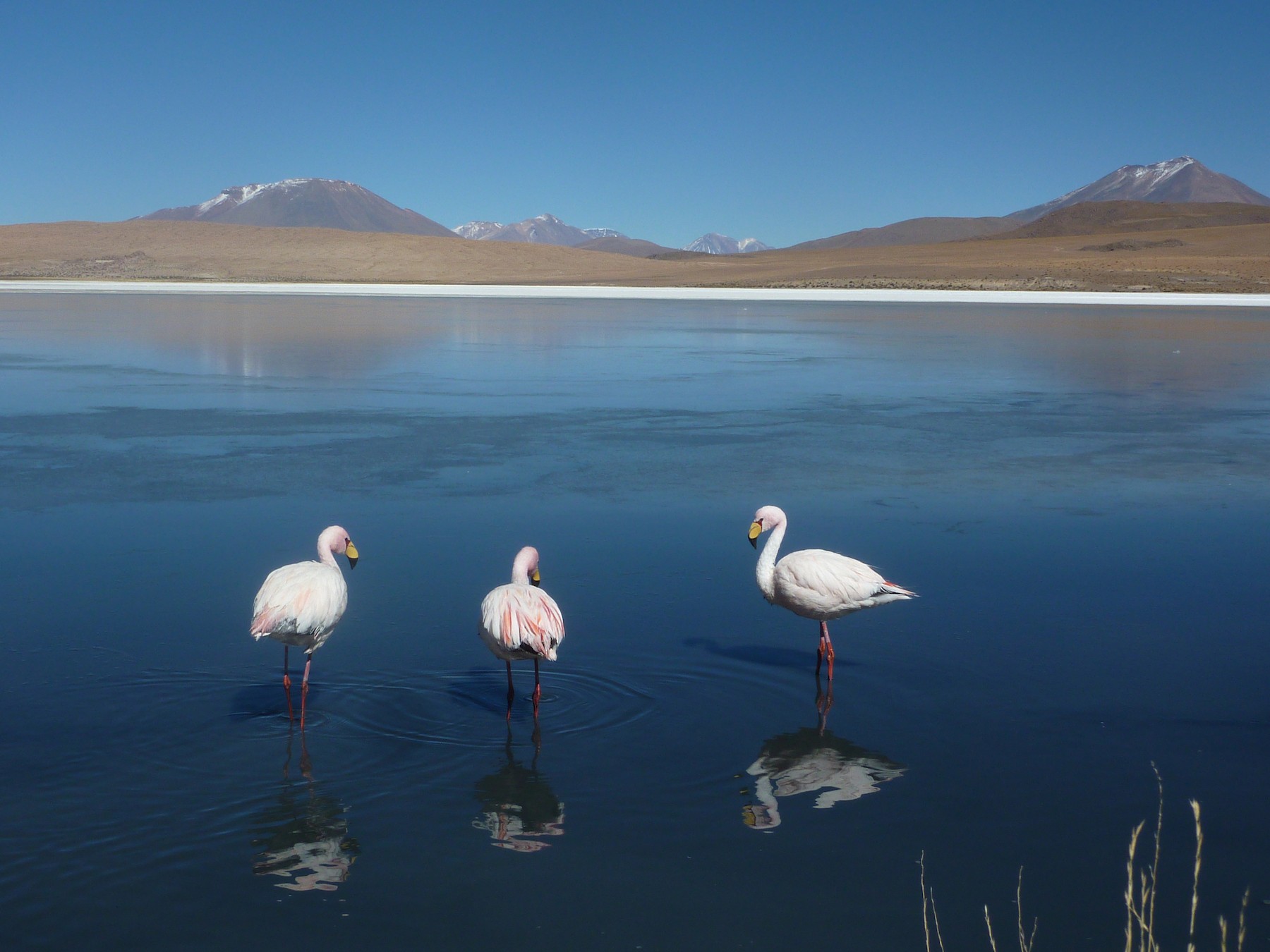 Parina Chica - eBird