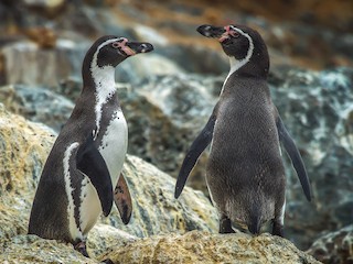 Humboldt Penguin - eBird