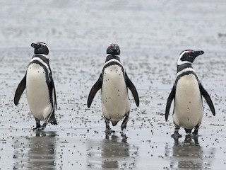 Pingüino Patagónico - eBird