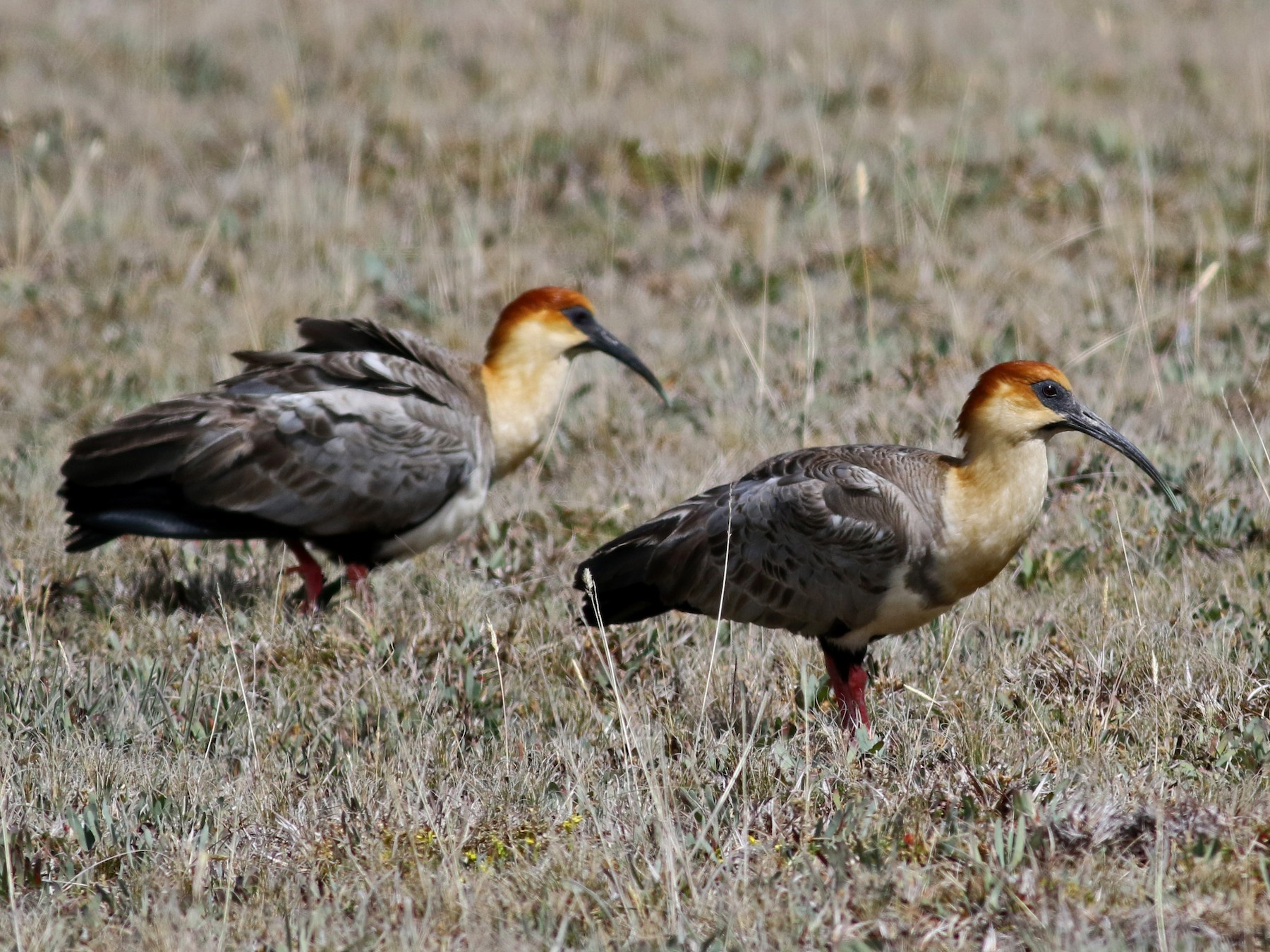 Andean Ibis - eBird