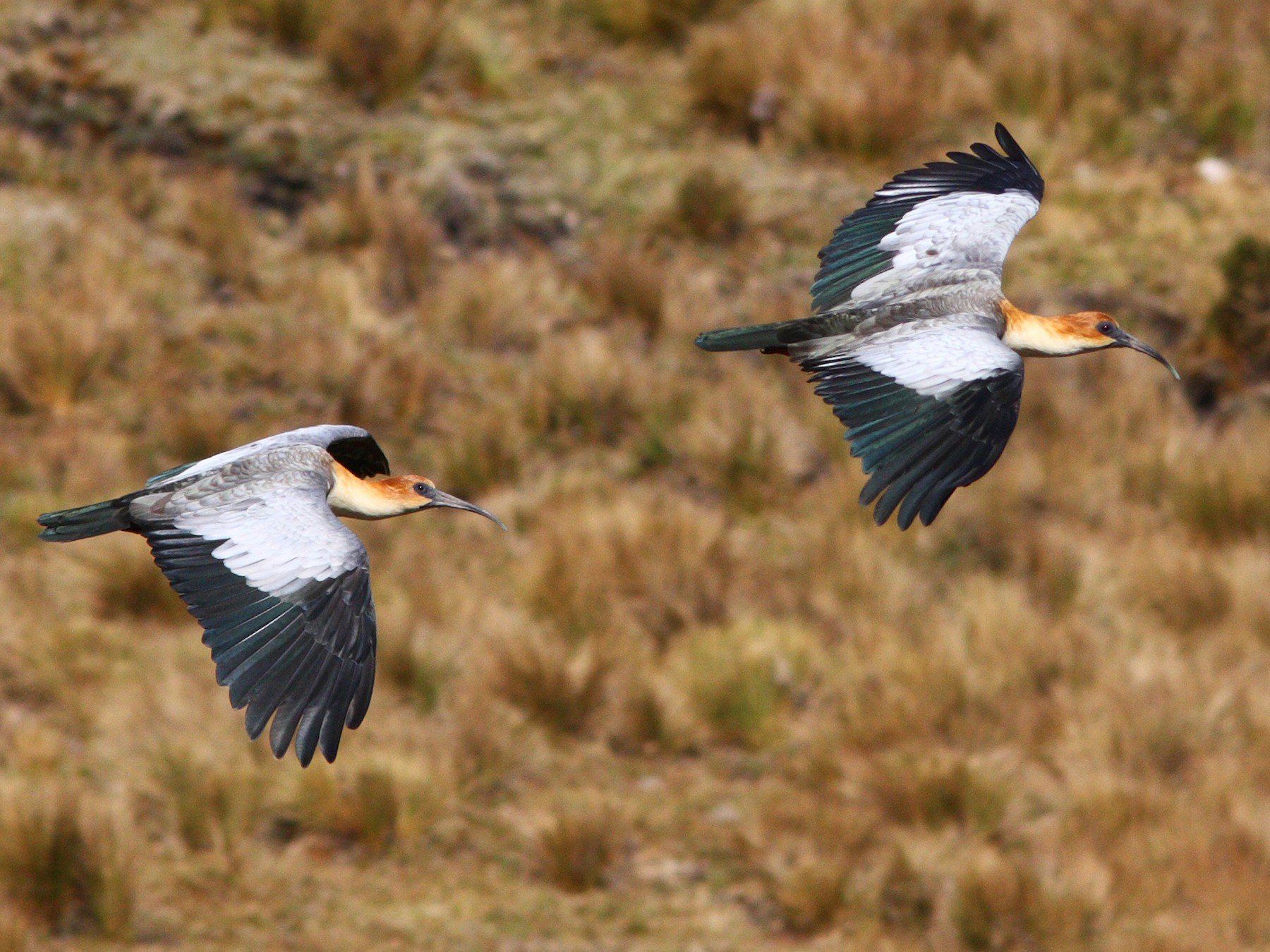 Black-faced/Andean Ibis - eBird