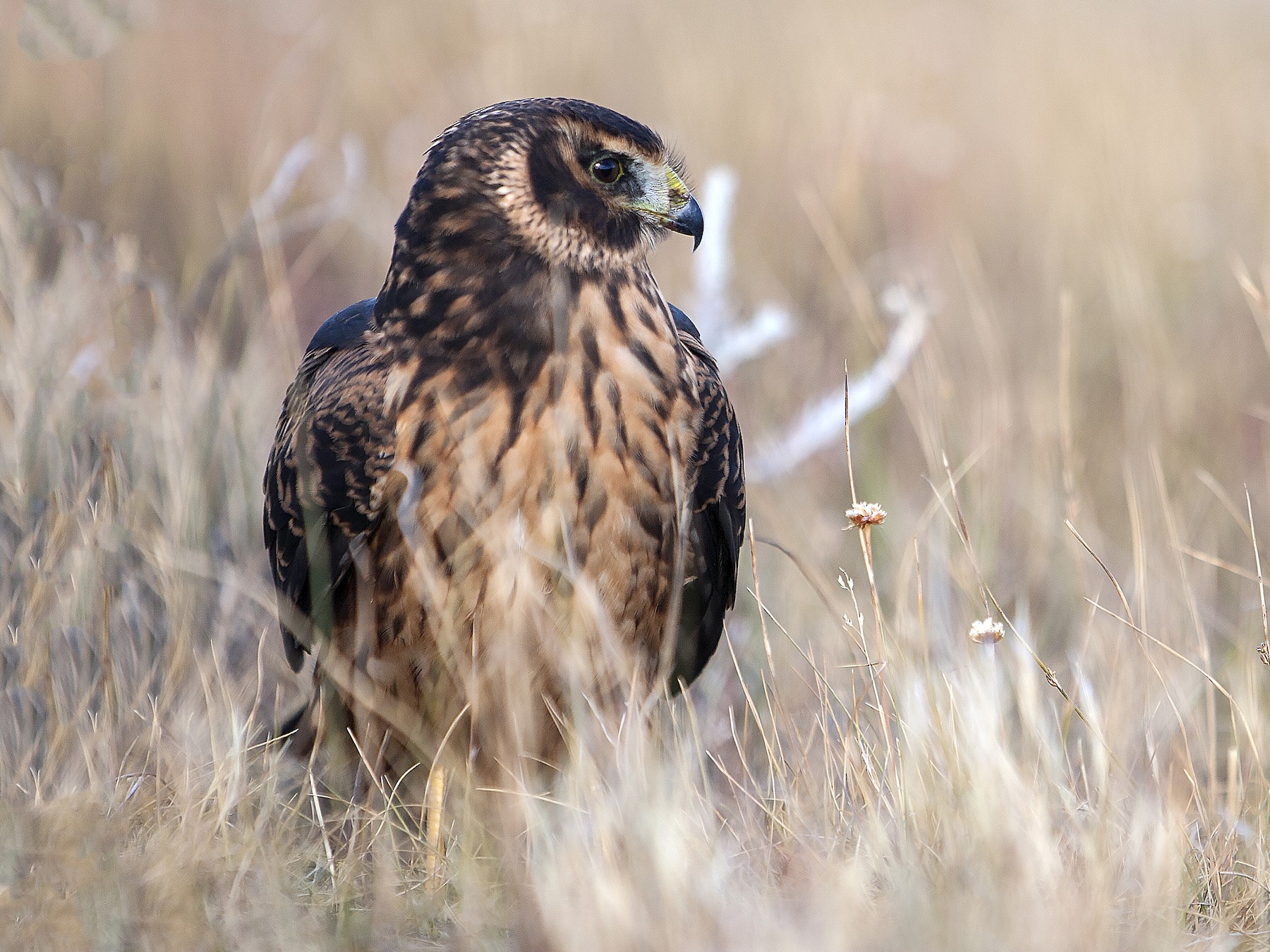 Cinereous Harrier - eBird