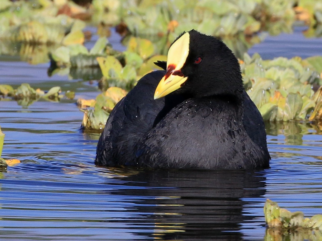 Red-gartered Coot - eBird