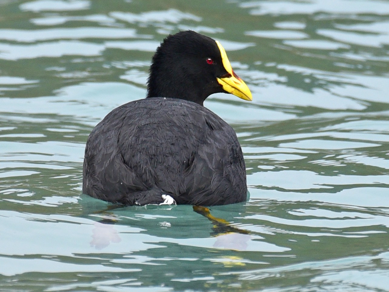 Red-gartered Coot - eBird