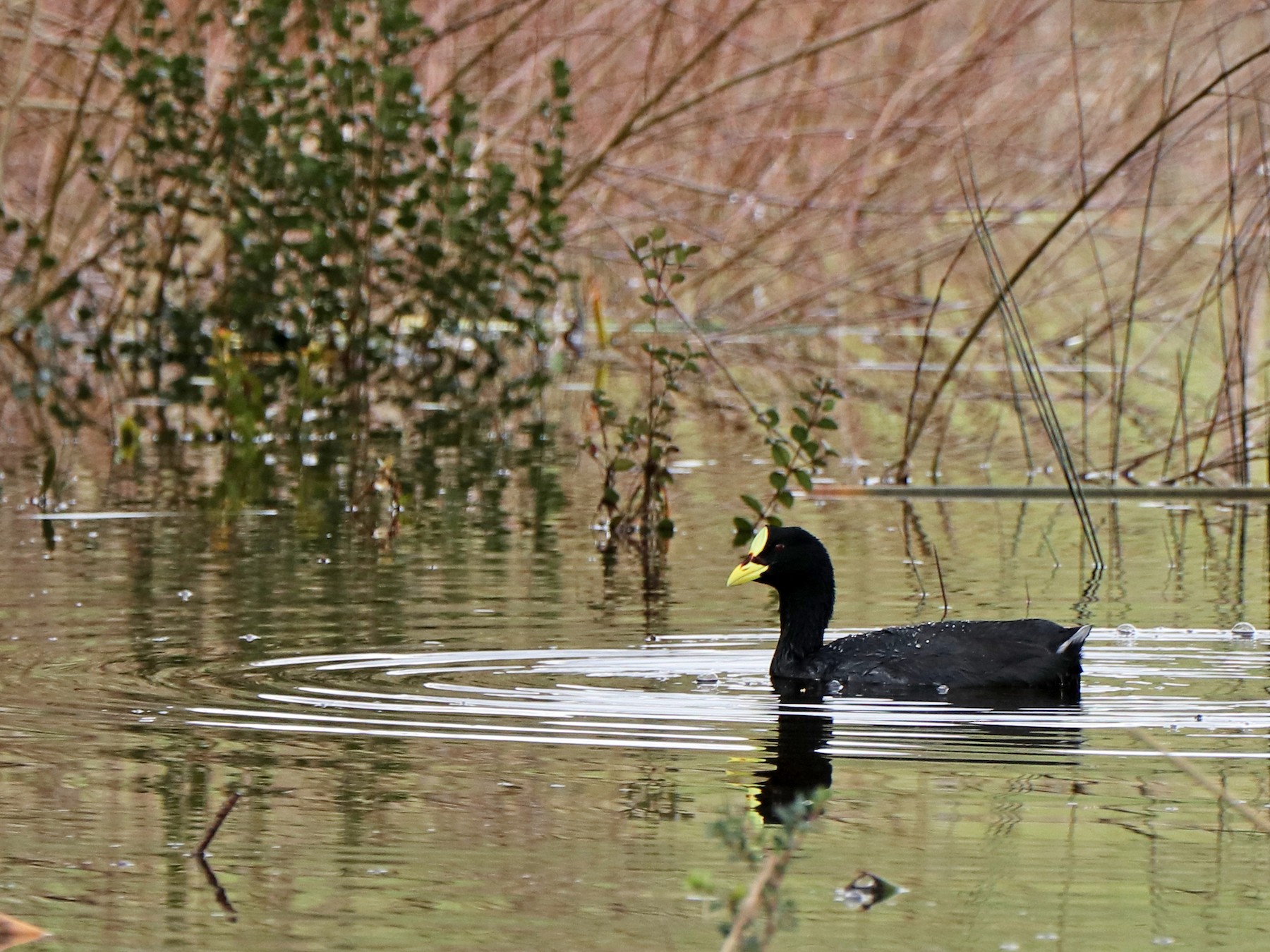 Red-gartered Coot - eBird
