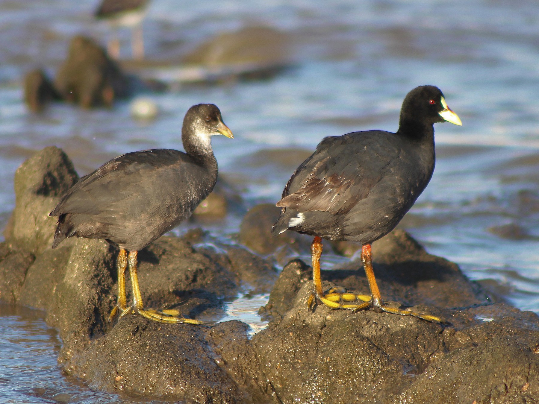 Red-gartered Coot - eBird