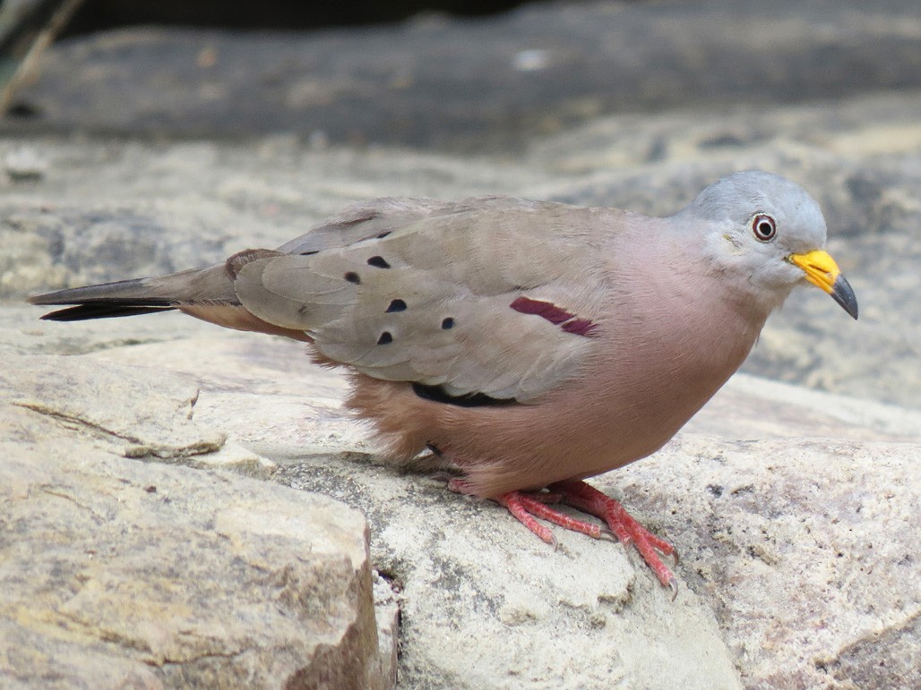 Croaking Ground Dove - eBird