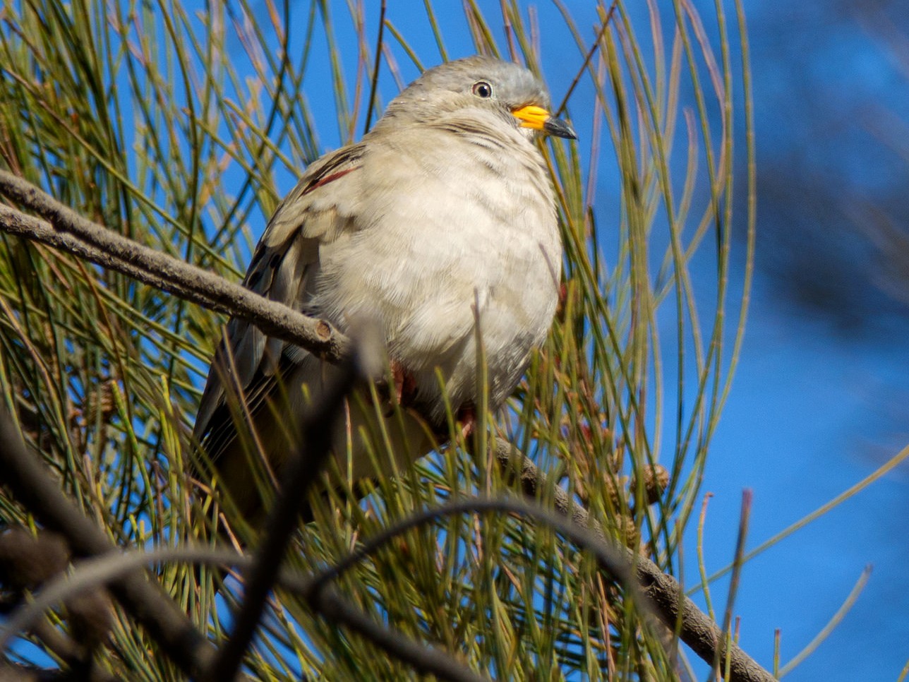 Croaking Ground Dove - eBird