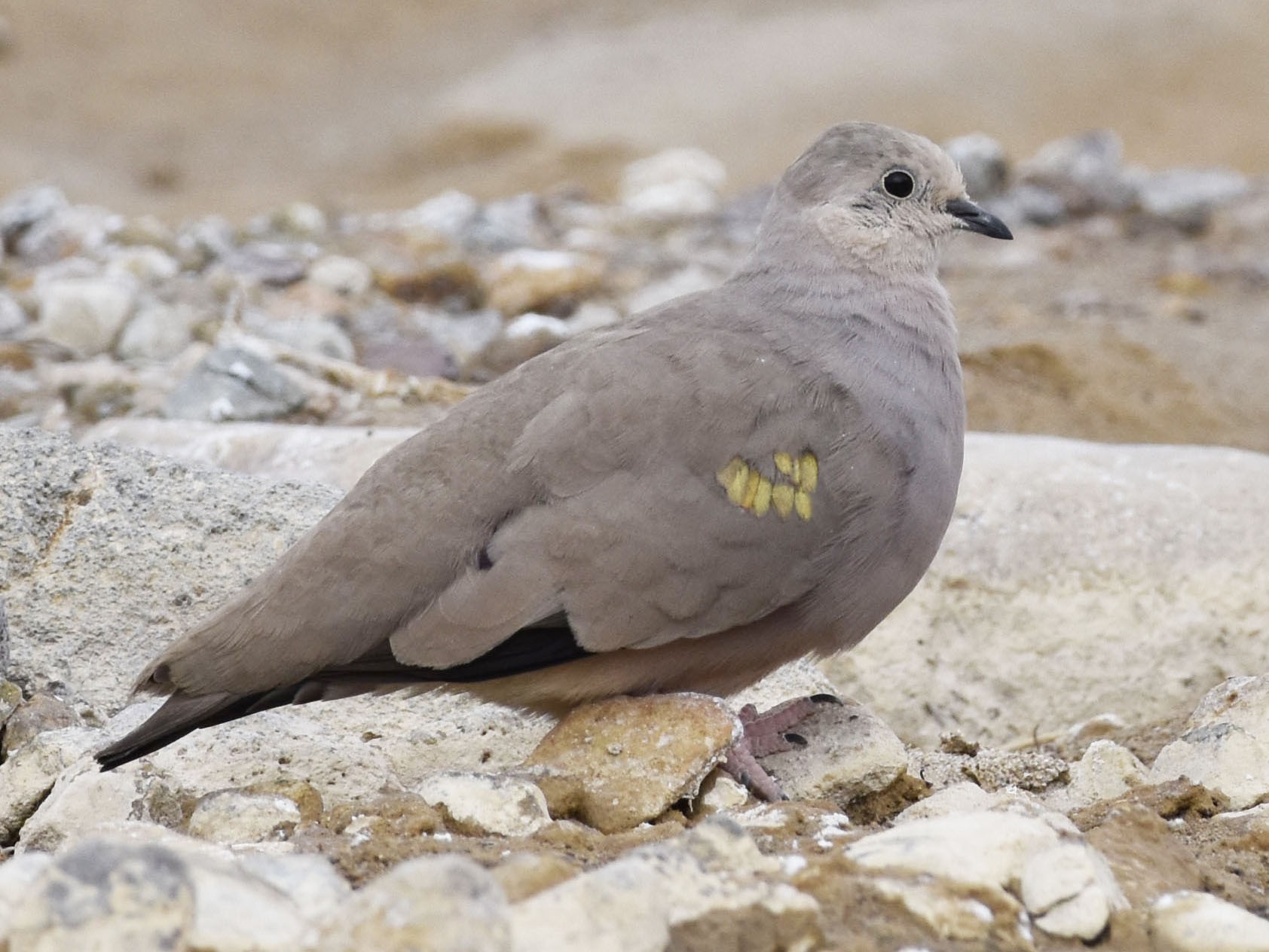 Golden-spotted Ground Dove - eBird