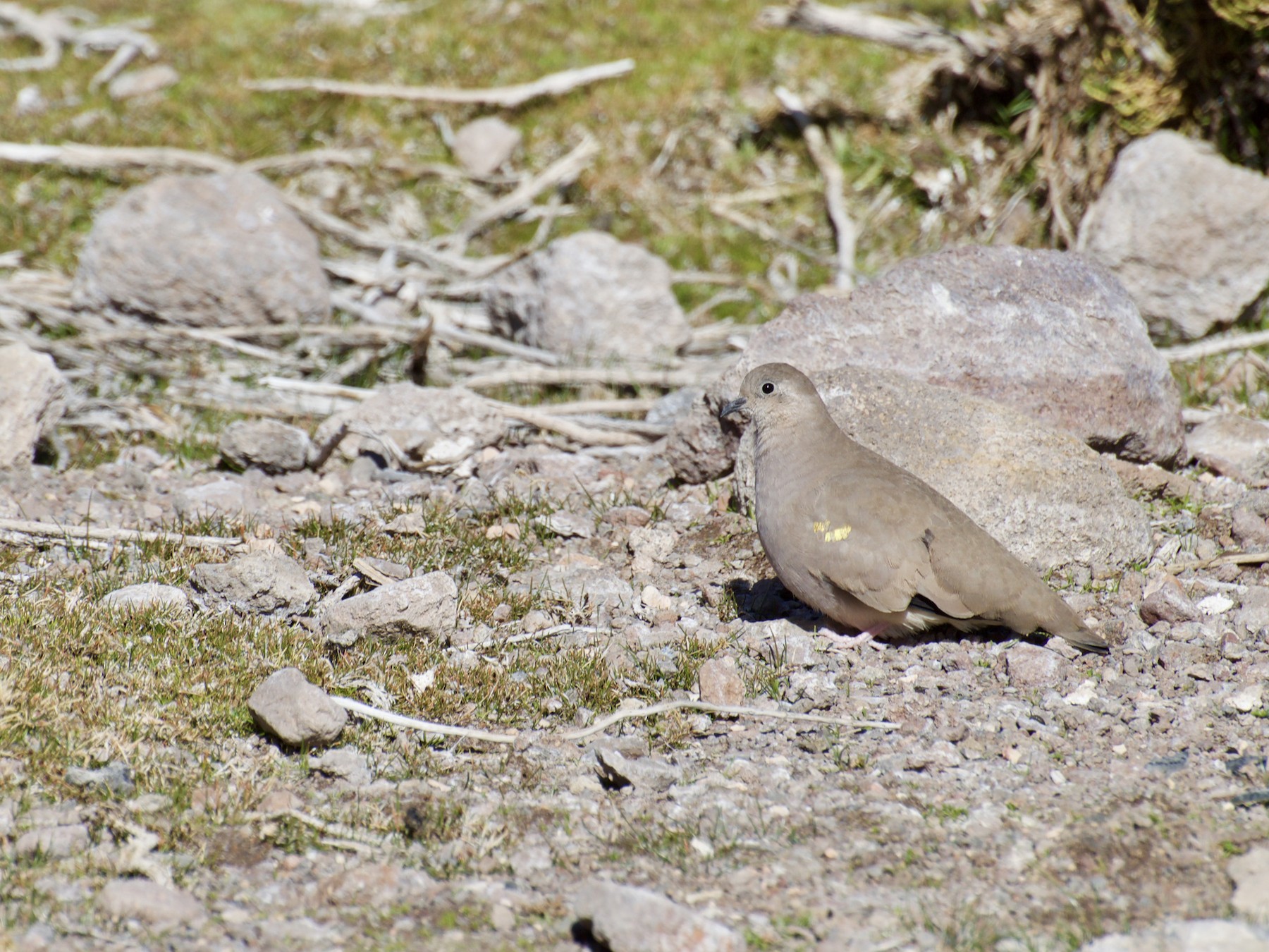 Golden-spotted Ground Dove - eBird