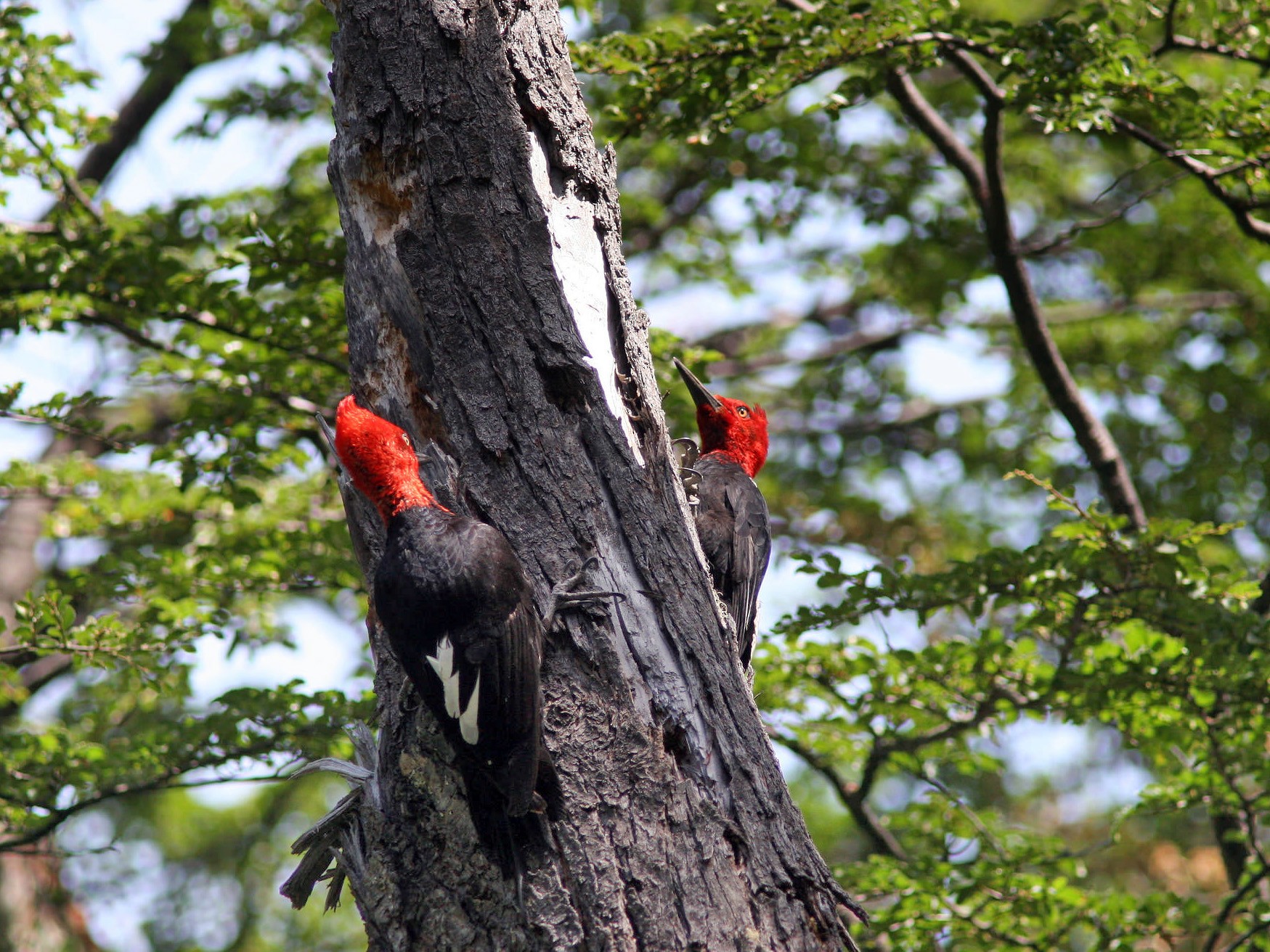 Carpintero negro - eBird