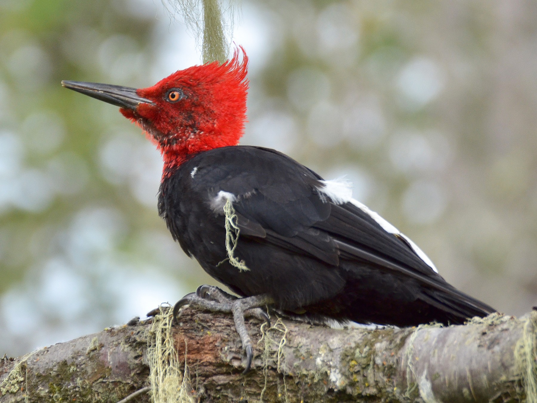 Magellanic Woodpecker - eBird