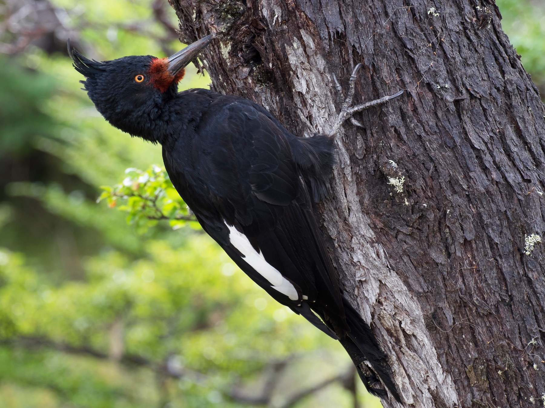 Carpintero negro - eBird