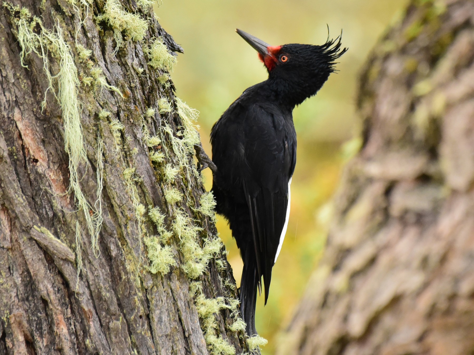 Magellanic Woodpecker - eBird