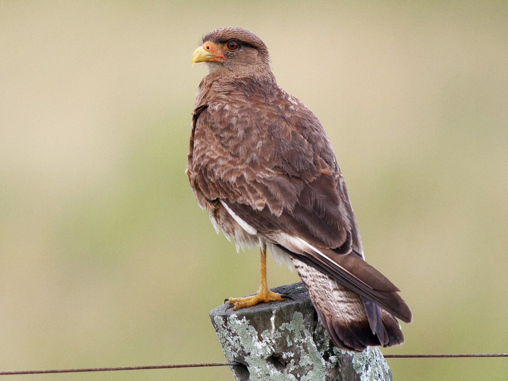 Chimango Caracara - eBird