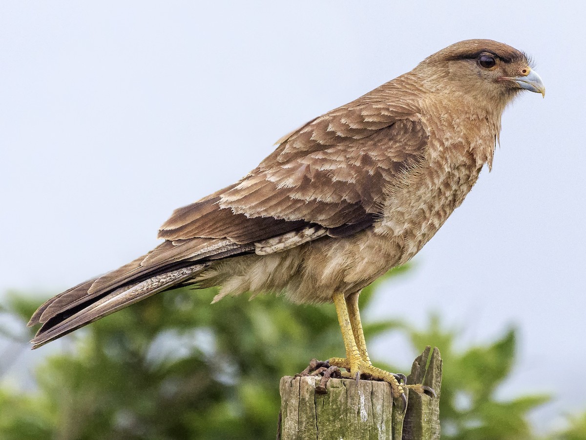Chimango Caracara - Daptrius chimango - Birds of the World