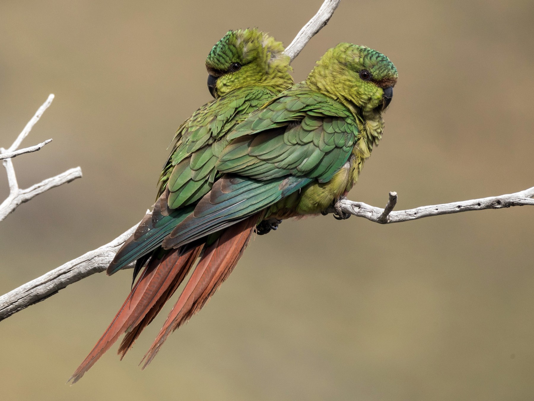Austral Parakeet - eBird