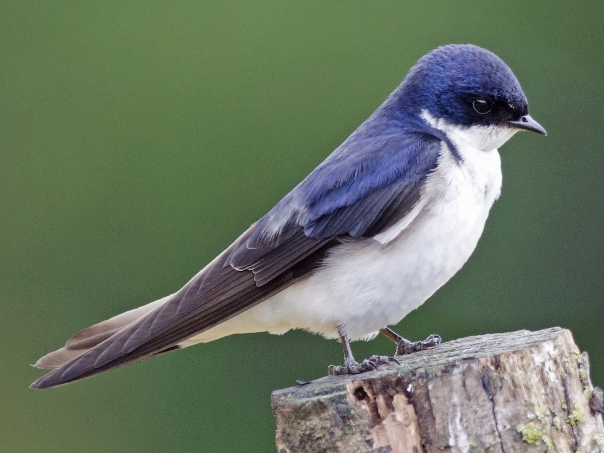 Chilean Swallow - Tachycineta leucopyga - Birds of the World