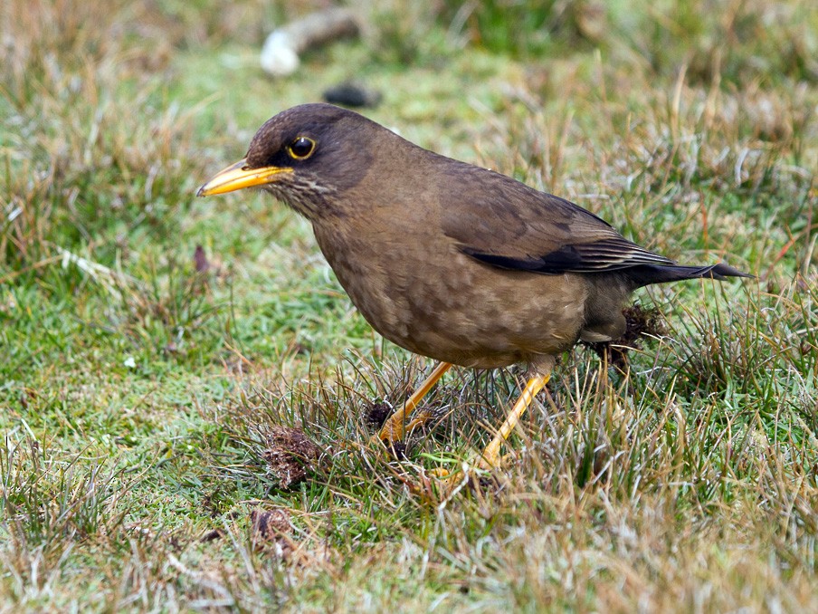 Austral Thrush - eBird
